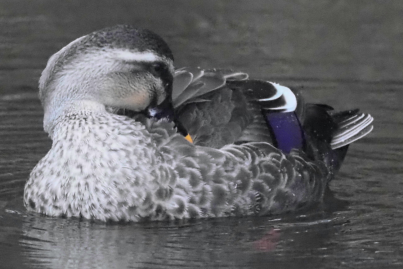 カワアイサ ♀